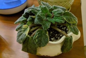 African Violet Leaves Drooping. The Cause & 1 Simple Cure – How Does ...